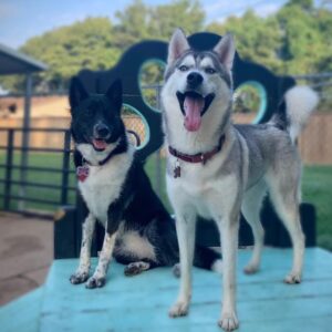 Dog Daycare in Bossier City, LA - Red Rover. Dog Day Care Center