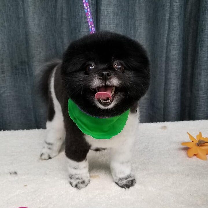 Red Rover - Dog Groomers | Dog Grooming in Bossier City, LA