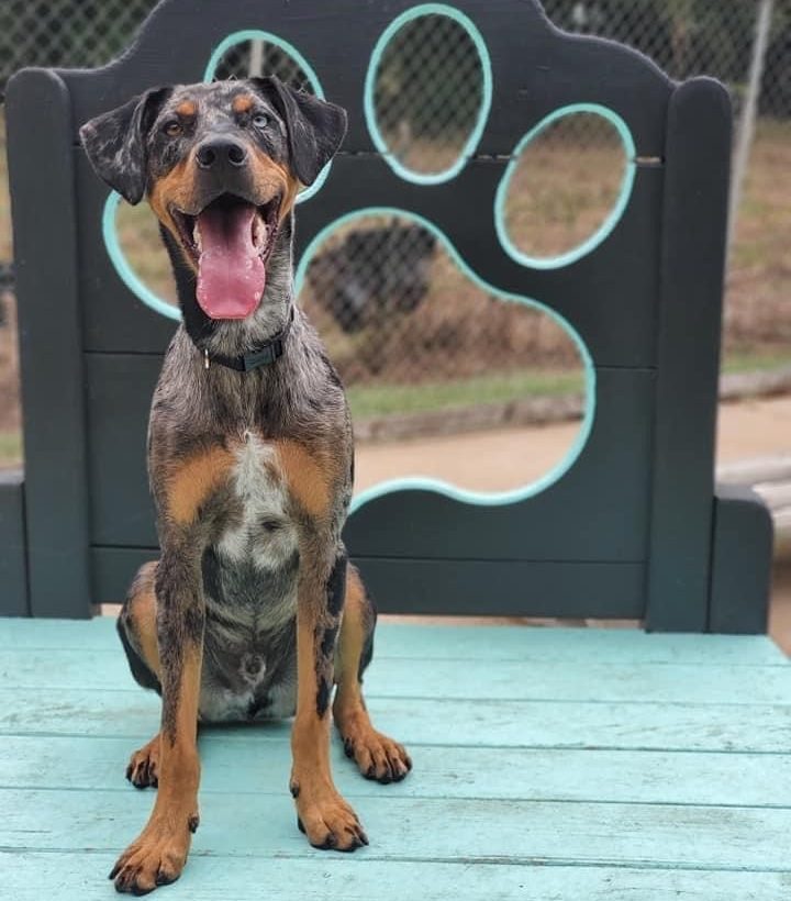 Red Rover Dog Trainers - Dog Training in Bossier City, LA