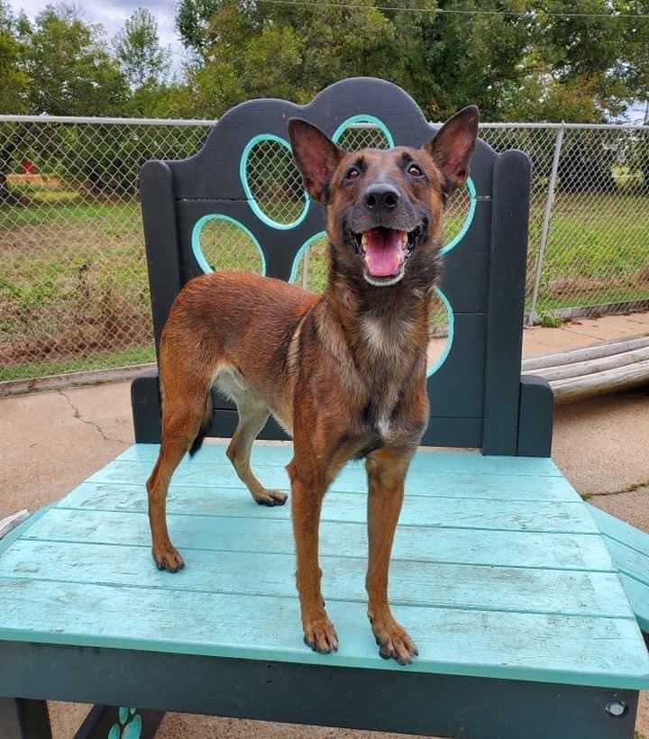 Red Rover Dog Trainers - Dog Training in Bossier City, LA