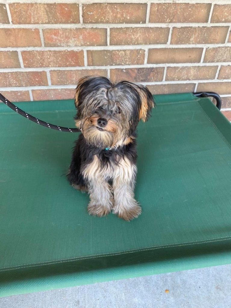 Red Rover Dog Trainers - Dog Training in Bossier City, LA